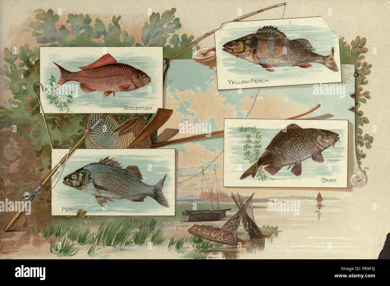 50 fish from American waters (Plate (12), Title Page) BHL20607242 Stock ...
