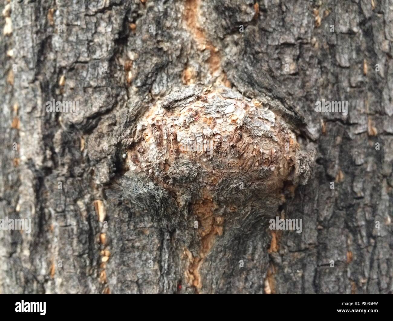 Tree cortex hi-res stock photography and images - Alamy