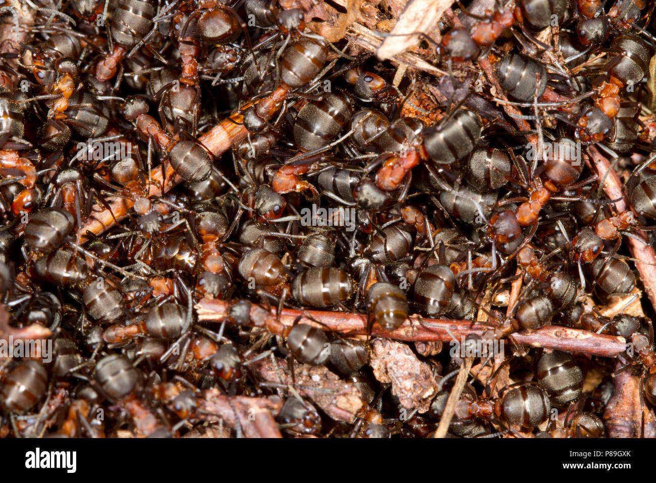 Red Wood Ants (Formica rufa) adult workers massing on top of the nest ...