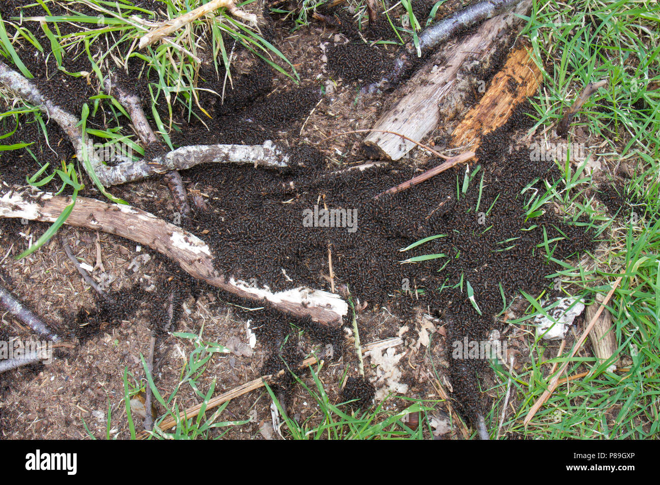 Red Wood Ants (Formica rufa) adult workers massing on top of the nest ...