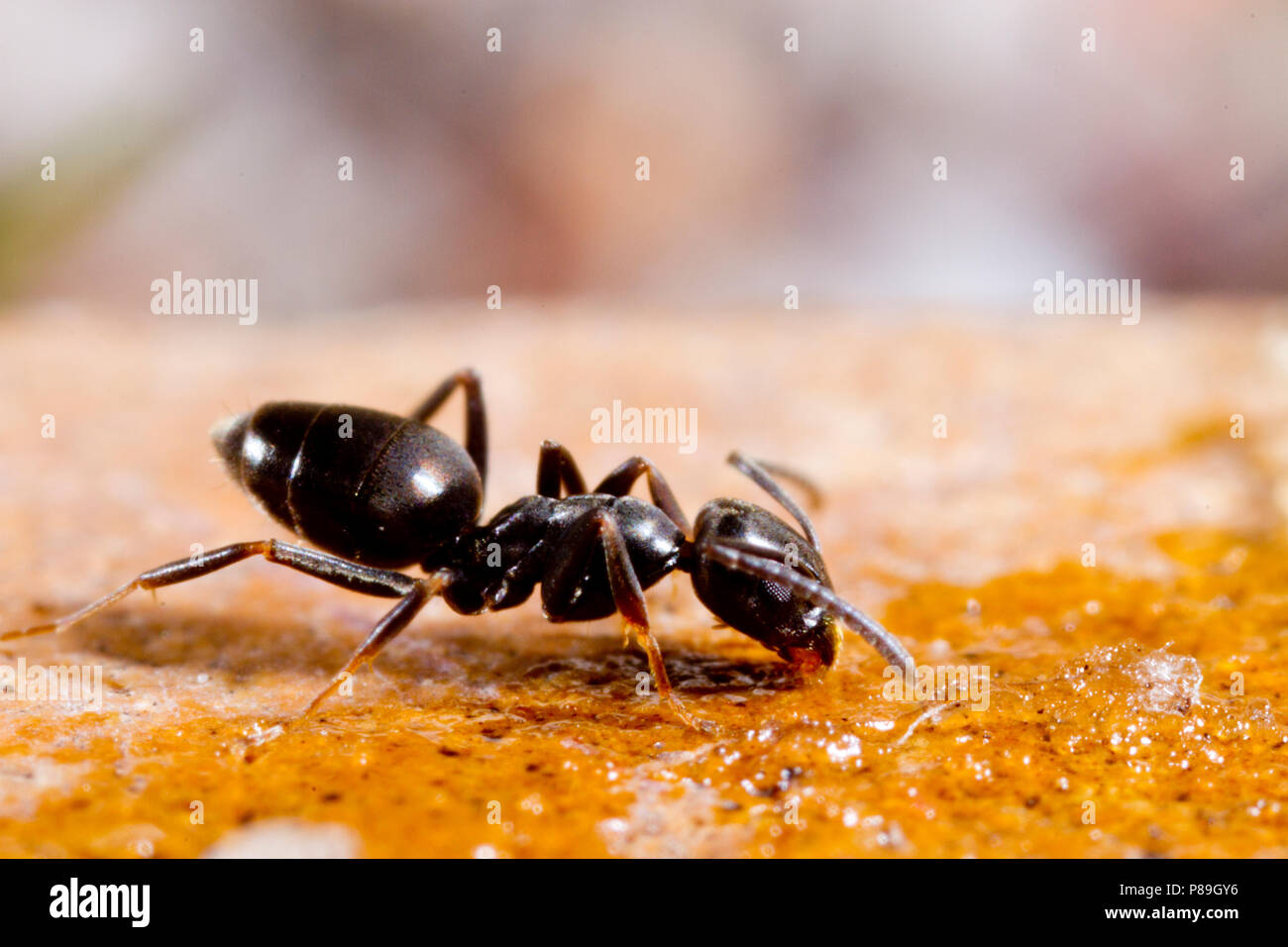 Worker insects hi-res stock photography and images - Alamy