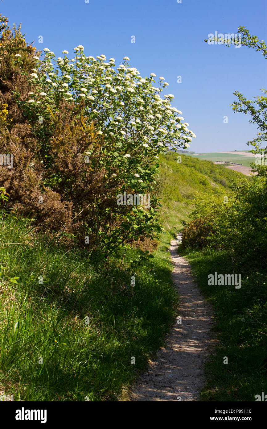 Wayfaring Tree (Viburnum lantana) flowering beside a path on the South ...