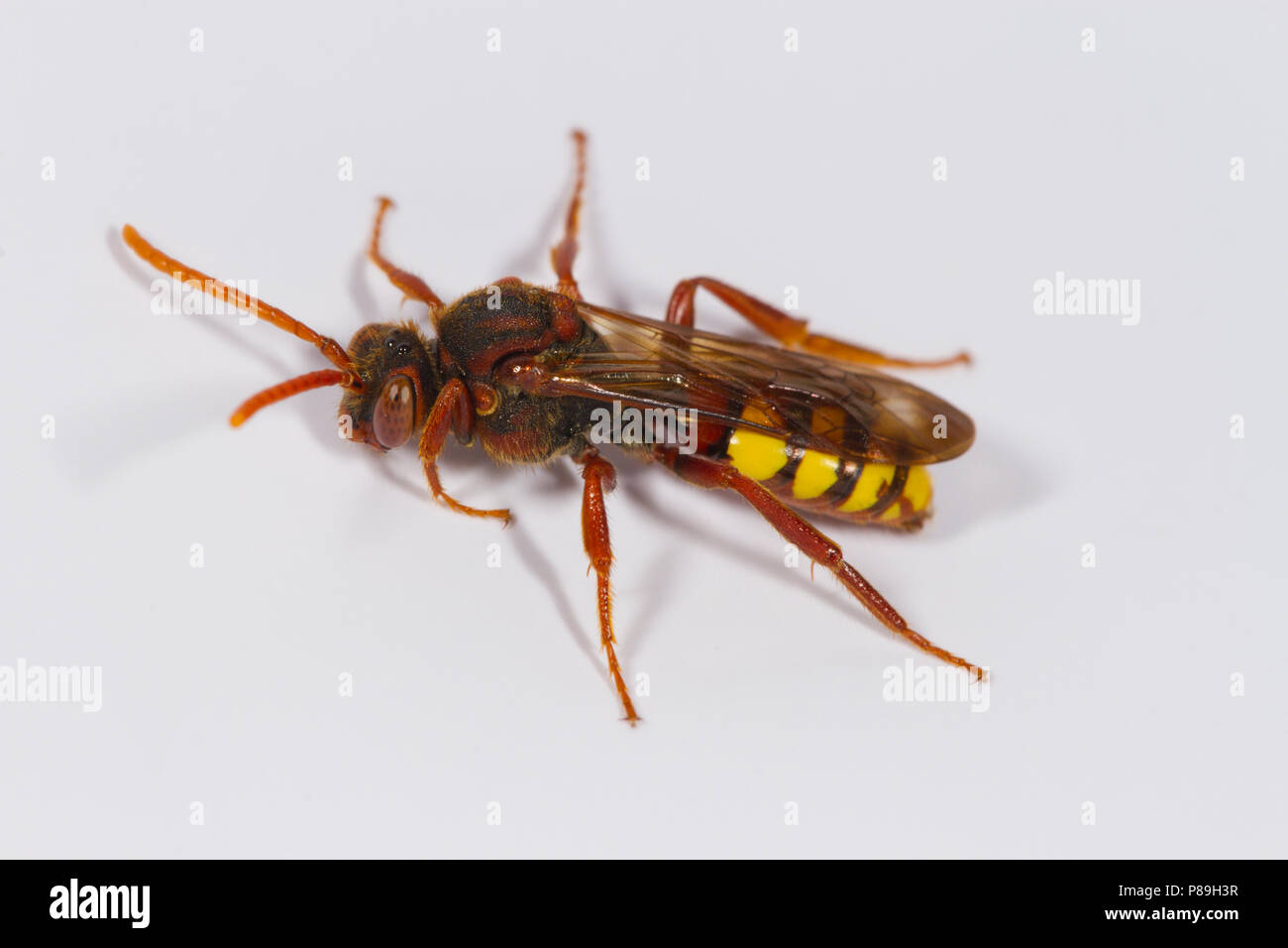 Flavous Nomad Bee (Nomada flava) adult femal photographed on a white ...