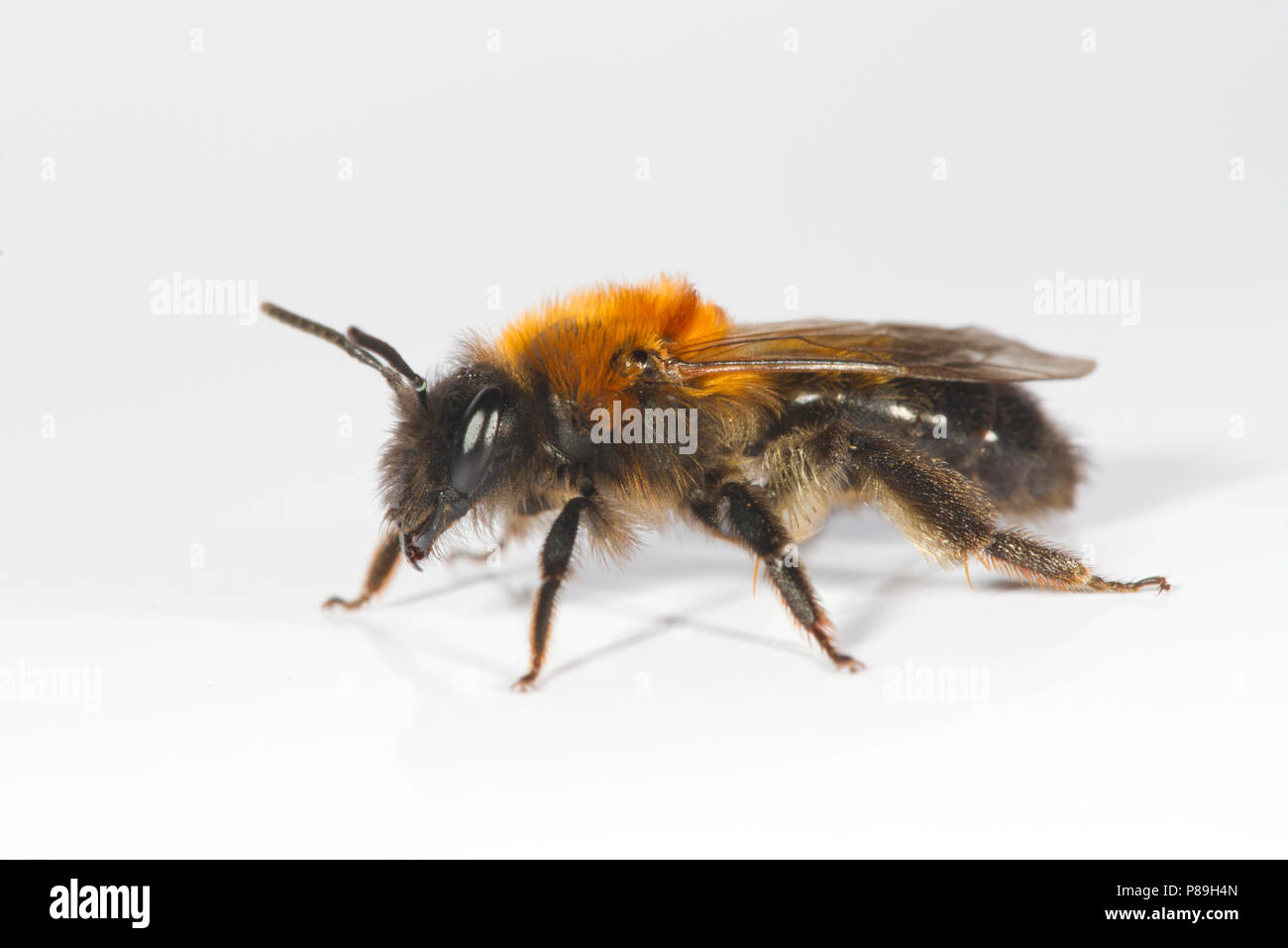 Bilberry Mining-bee (Andrena lapponica) adult female photographed on a ...