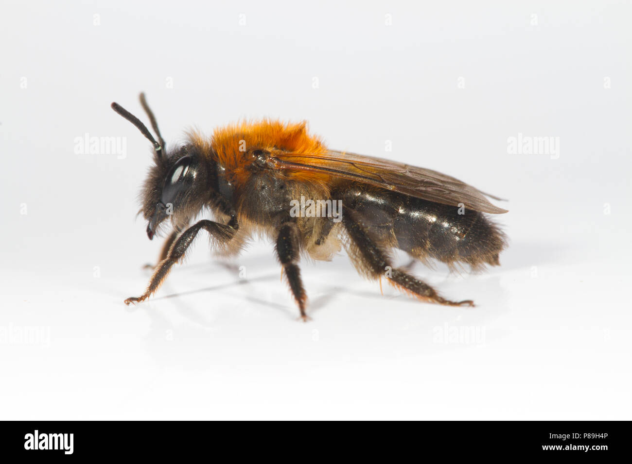Bilberry Mining-bee (Andrena lapponica) adult female photographed on a ...