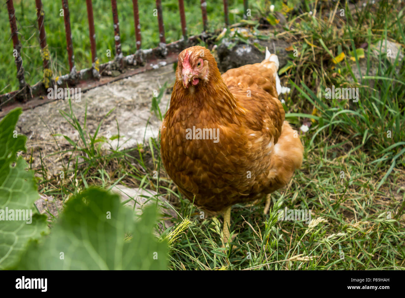 Variegated hen graze in the garden of a rural farm. Hen of meat eggs ...
