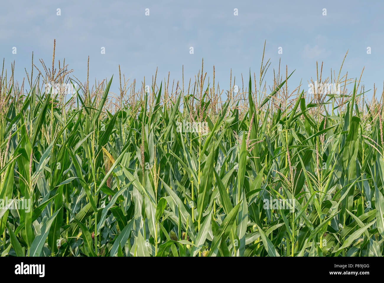 Green field of corn growing up in farmland Stock Photo - Alamy