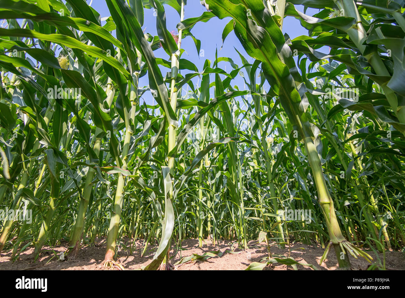 Green field of corn growing up in farmland Stock Photo - Alamy