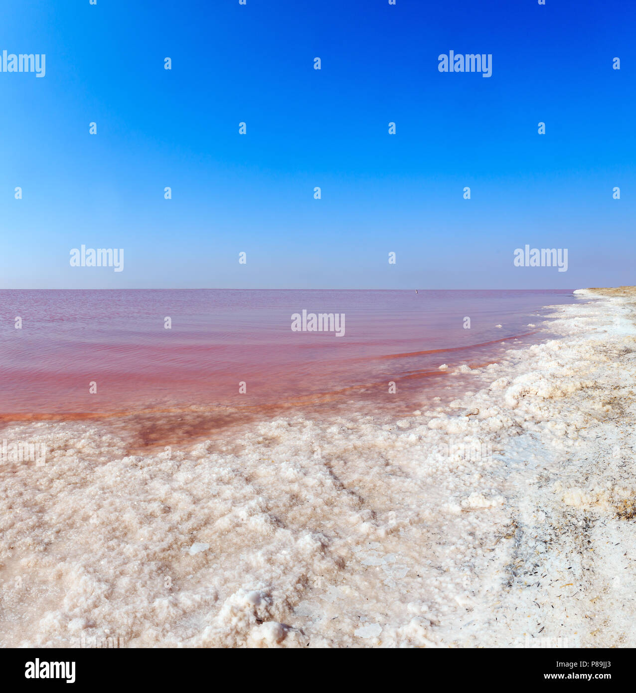 Pink extremely salty Syvash Lake, colored by microalgae with ...