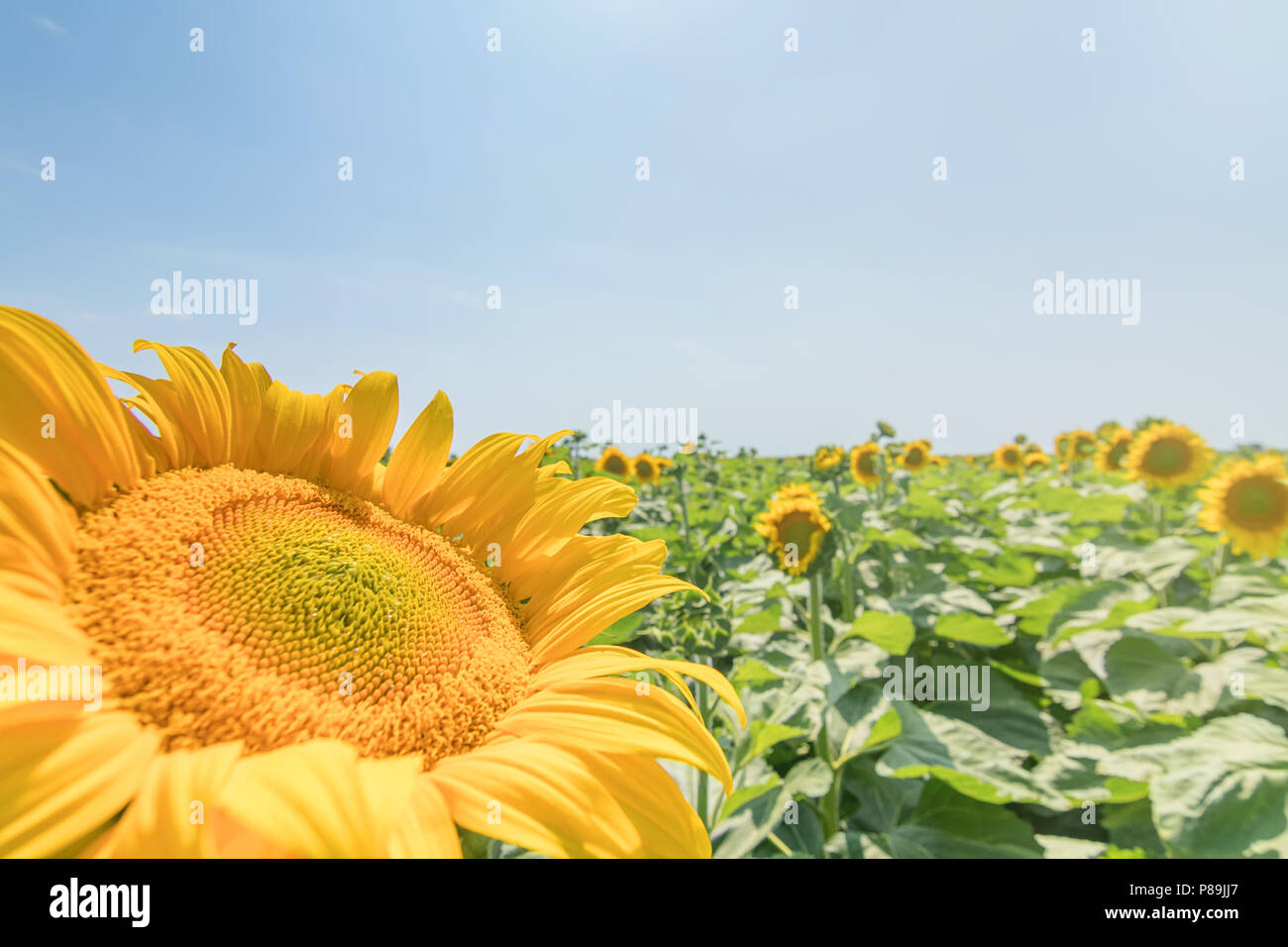 Sunflower, Field of blooming sunflowers Stock Photo - Alamy
