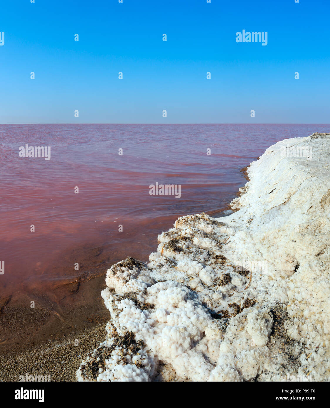 Pink extremely salty Syvash Lake, colored by microalgae with ...