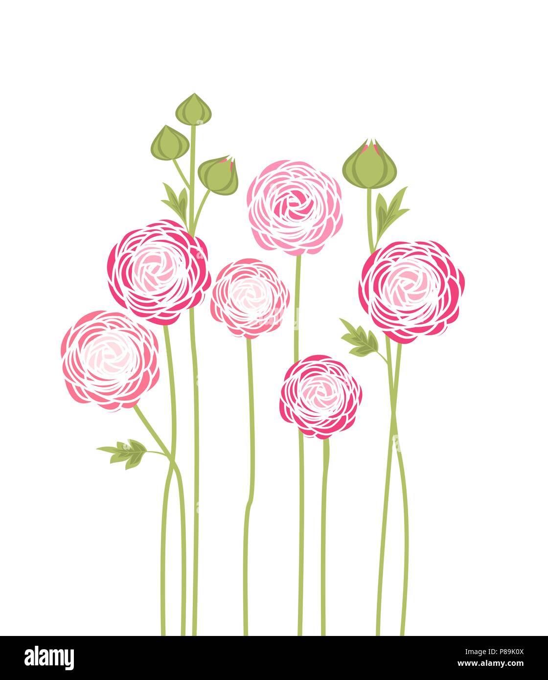 Vector illustration of ranunculus flower. Background with flowers Stock ...