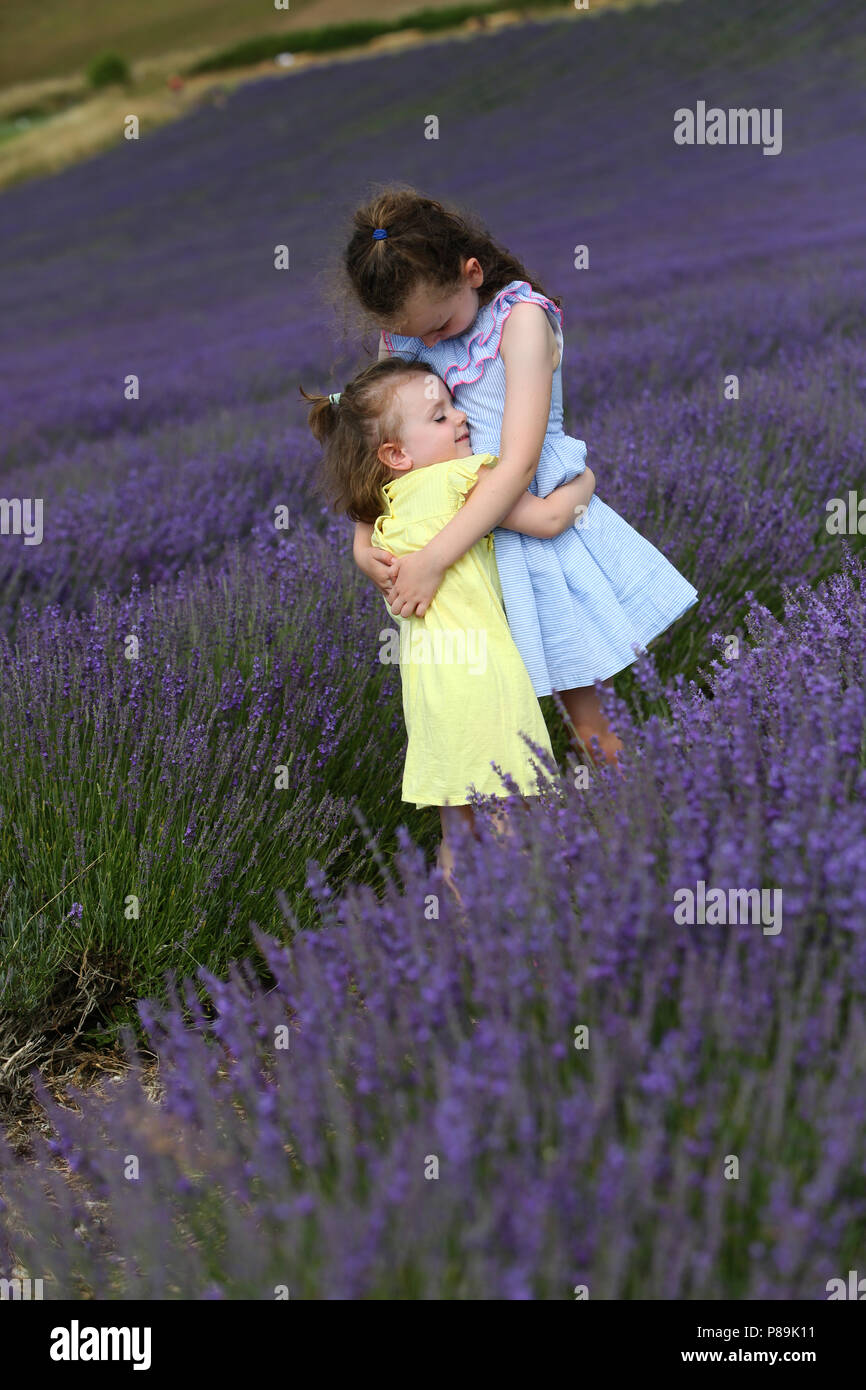 General views of the Lordington Lavender Fields in West Sussex, UK ...