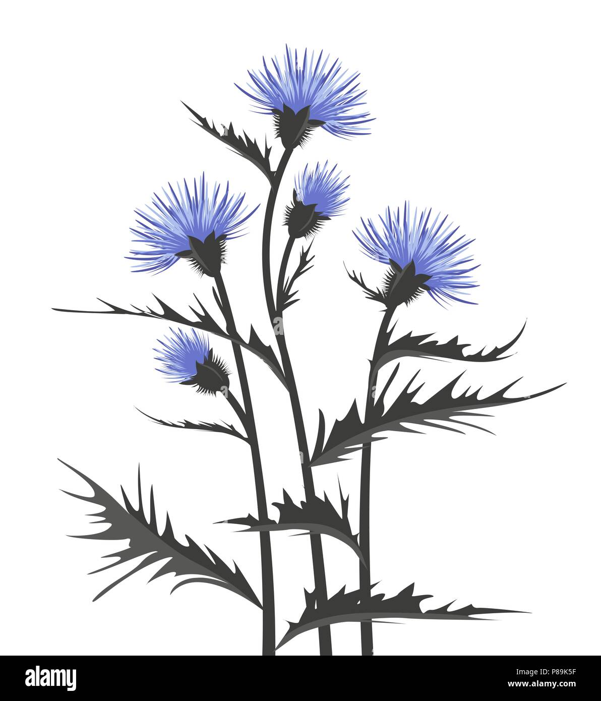 Thistle Illustration High Resolution Stock Photography and Images - Alamy