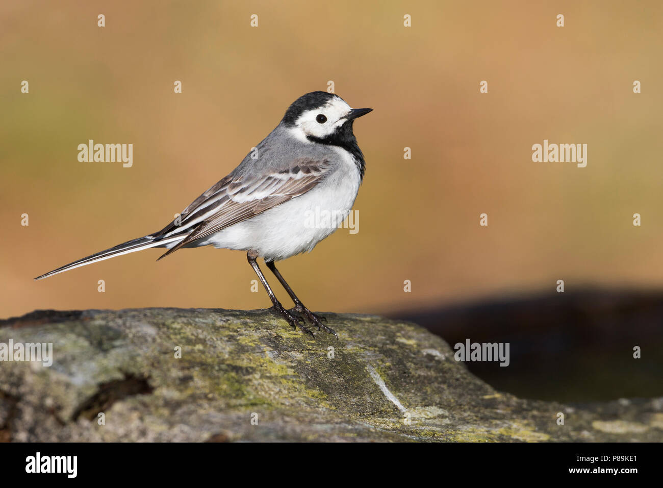 White Wagtail - Bachstelze - Motacilla alba ssp. alba, Germany Stock ...