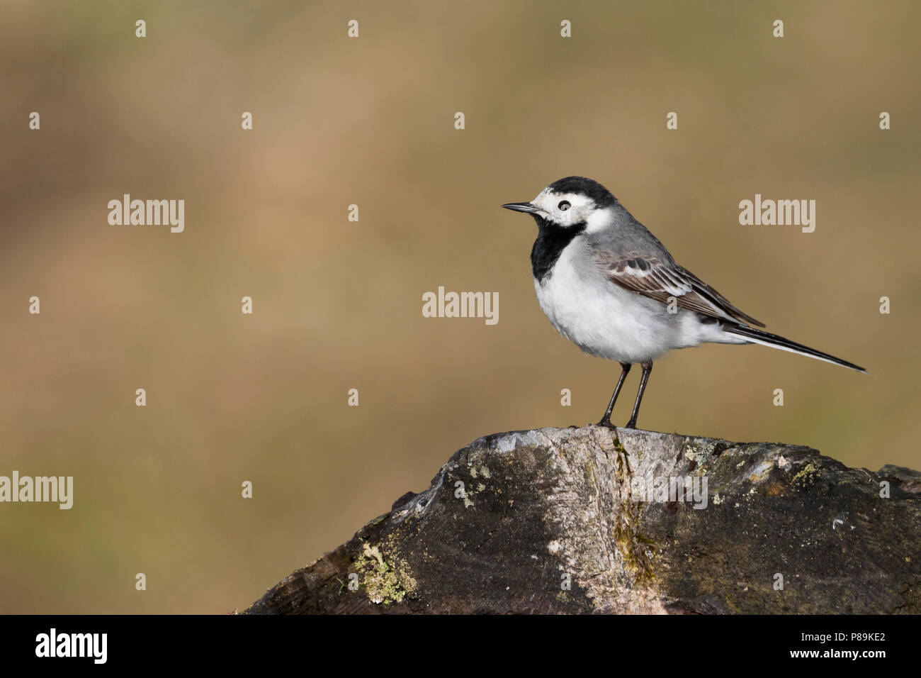 White Wagtail - Bachstelze - Motacilla alba ssp. alba, Germany Stock ...