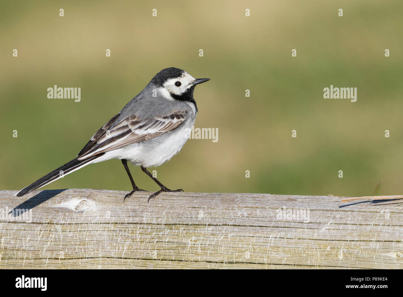 White Wagtail - Bachstelze - Motacilla alba ssp. alba, Germany Stock ...