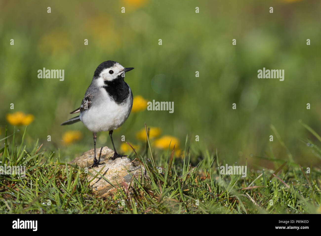 White Wagtail - Bachstelze - Motacilla alba ssp. alba, Germany Stock ...