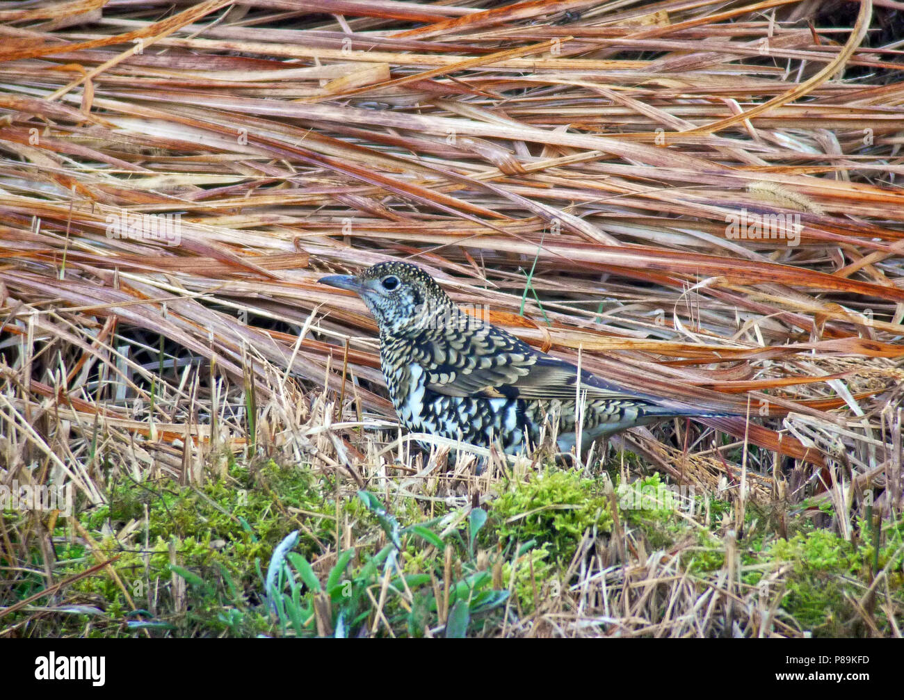Zoothera aurea aurea hi-res stock photography and images - Alamy