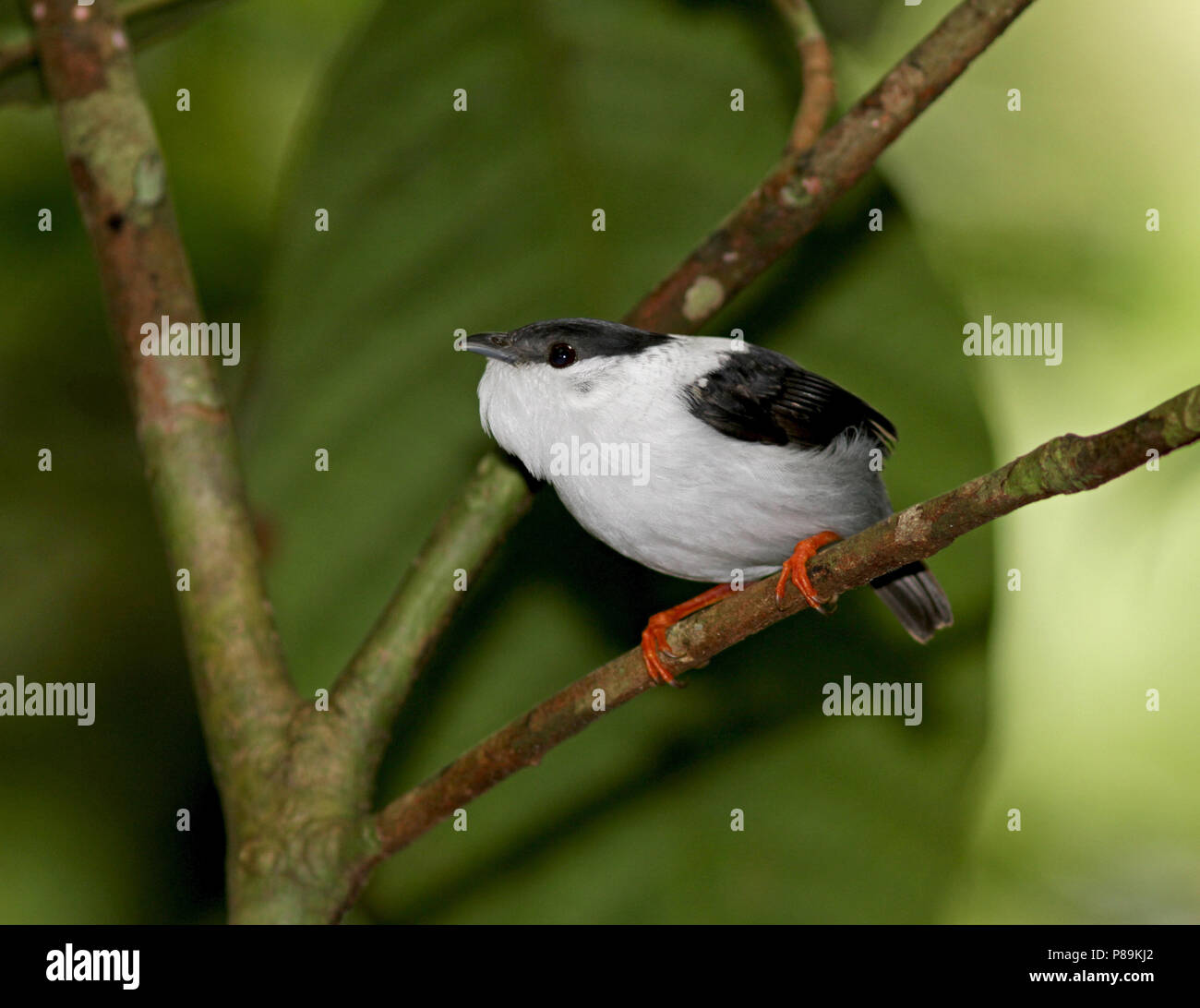 Male White-bearded Manakin (Manacus manacus Stock Photo - Alamy