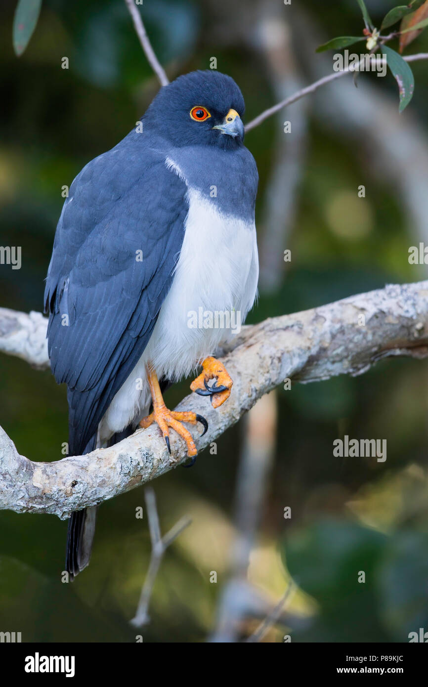 Accipiter haplochrous hi-res stock photography and images - Alamy