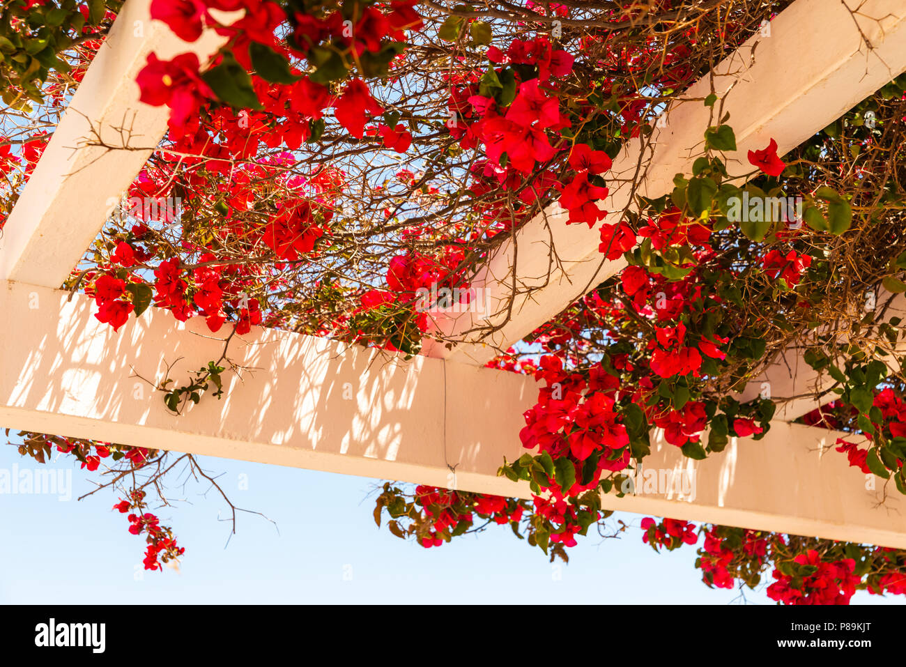closeup on a beautiful arbor covered with climbing plants with colorful ...