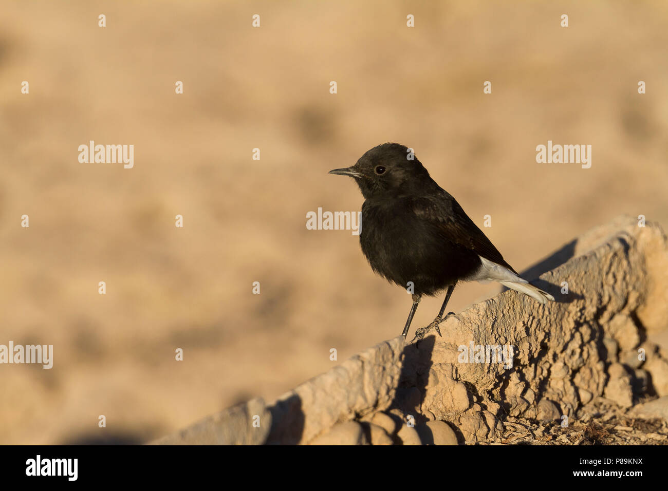 White-crowned Wheatear - Saharasteinschmätzer - Oenanthe leucopyga ssp ...