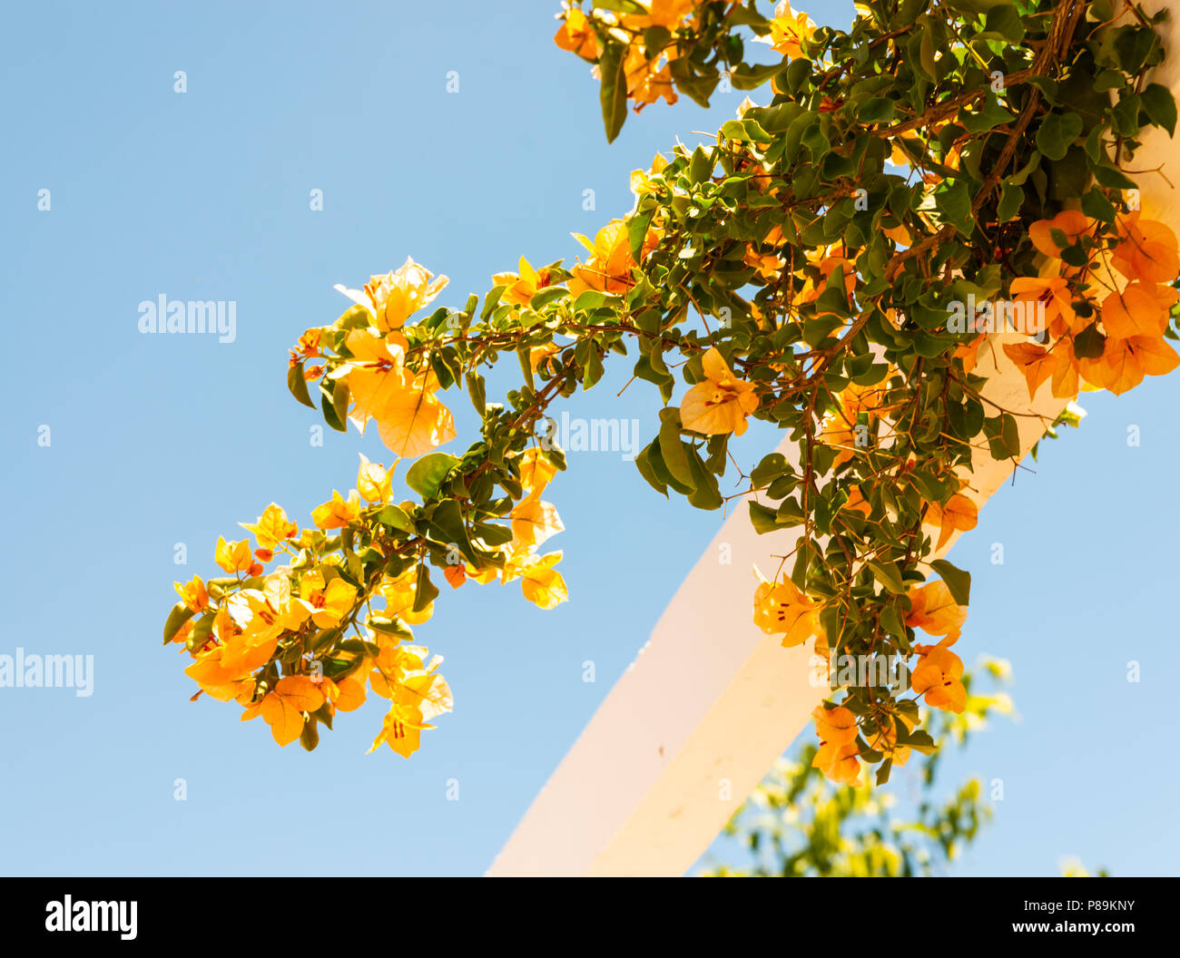 Roses arbor garden trellis hi-res stock photography and images - Alamy