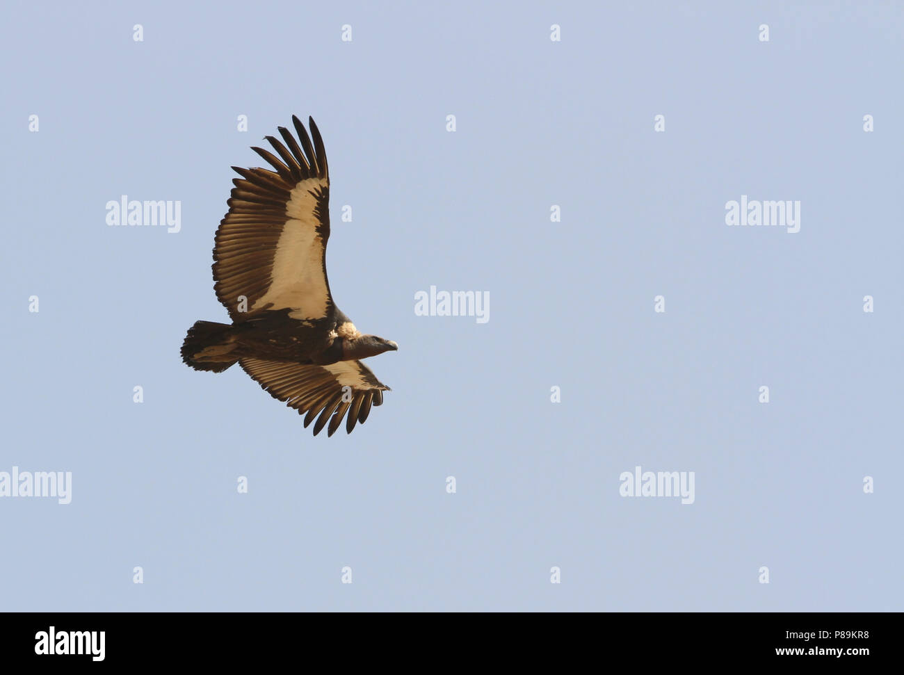 A White Rumped Vulture Gyps Bengalensis In Flight A Critically