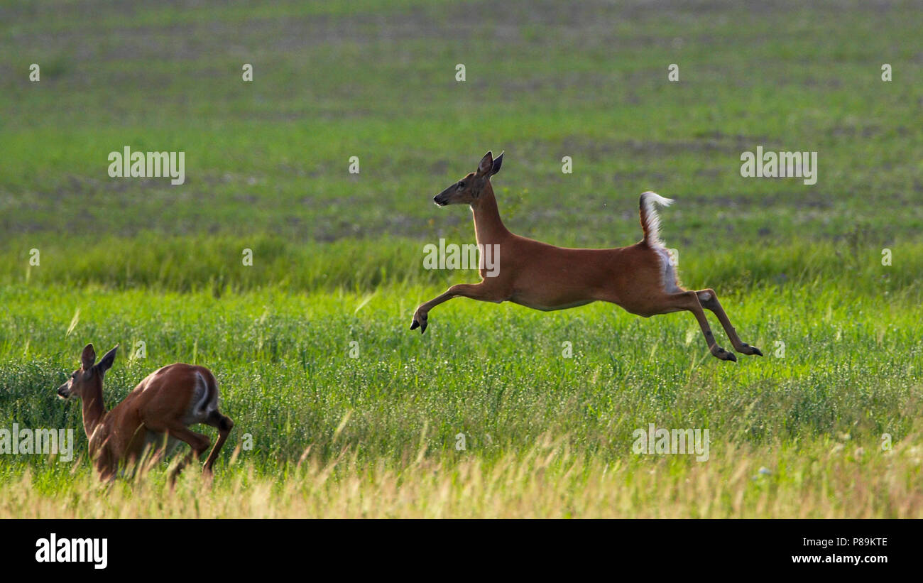 Witstaarthert rennend, White-tailed deer running Stock Photo - Alamy