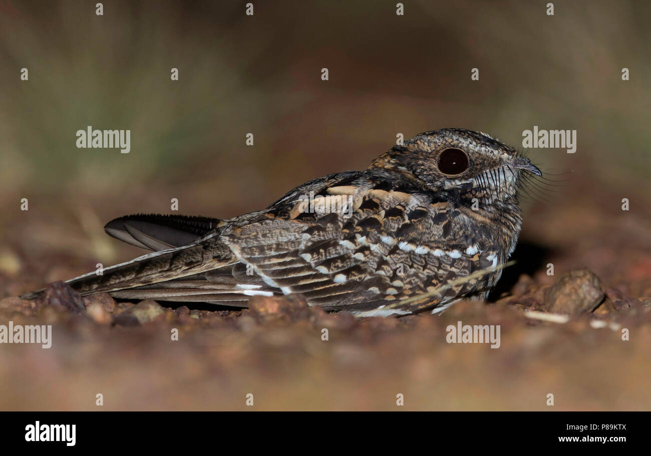 White tailed nightjar hi-res stock photography and images - Alamy