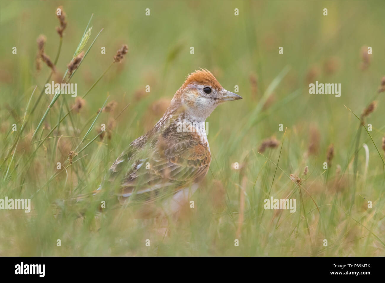Witvleugelleeuwerik, White-winged Lark, Alauda leucoptera Stock Photo ...