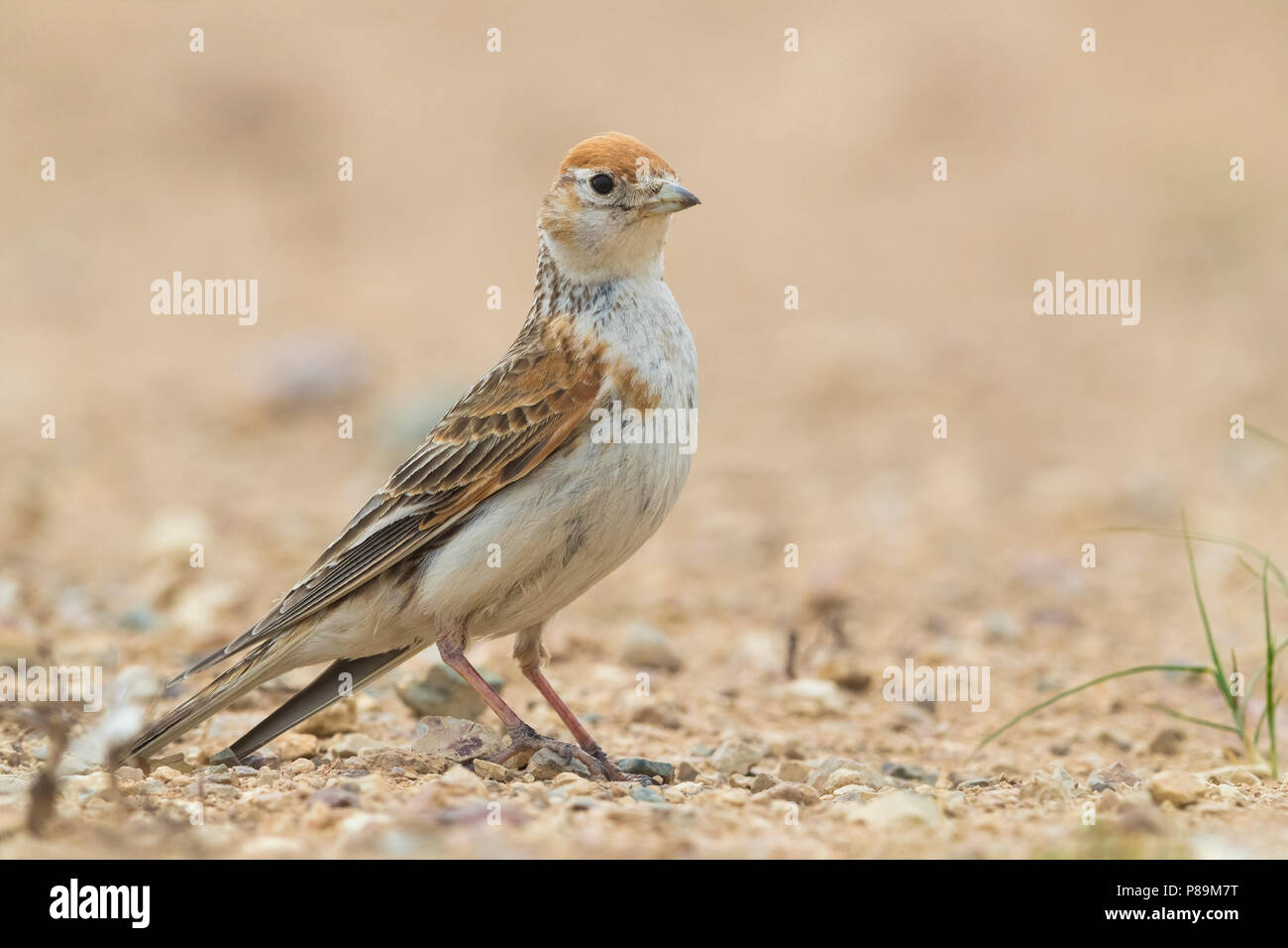 Witvleugelleeuwerik, White-winged Lark, Alauda leucoptera Stock Photo ...