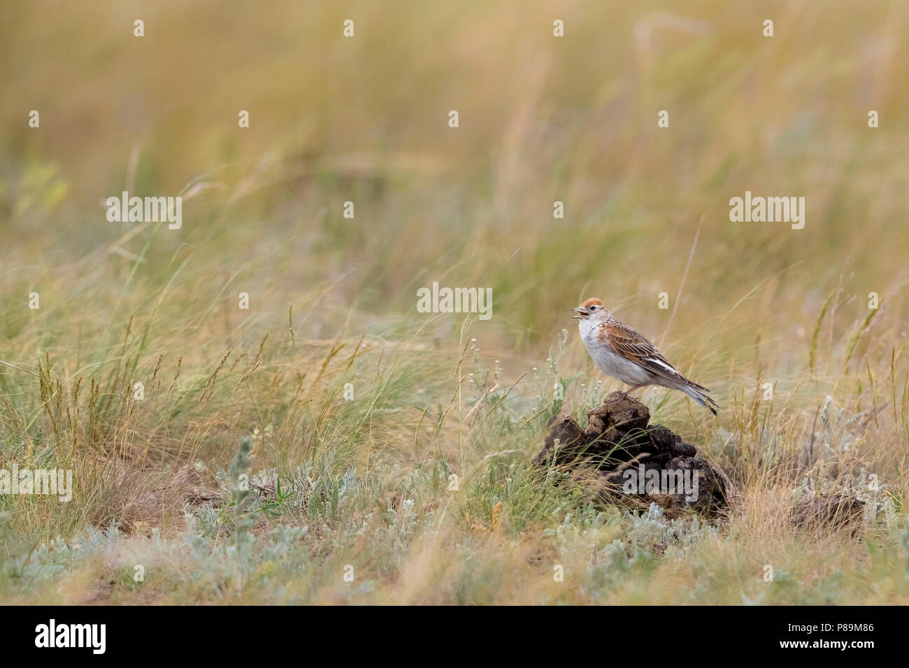Witvleugelleeuwerik, White-winged Lark, Alauda leucoptera Stock Photo ...