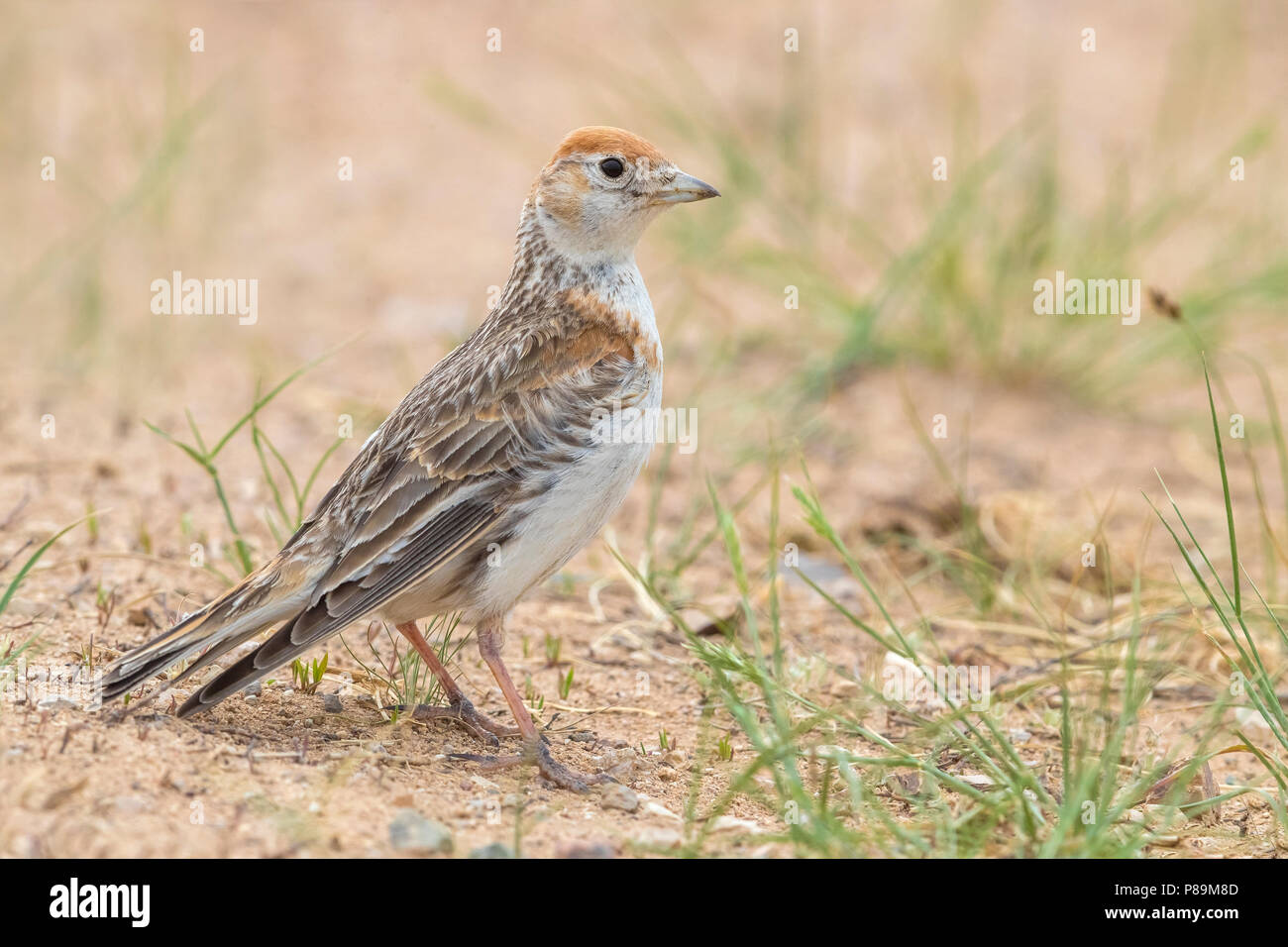 Witvleugelleeuwerik, White-winged Lark, Alauda leucoptera Stock Photo ...