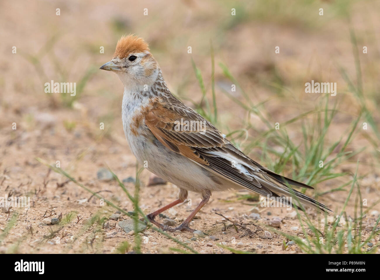 Alauda leucoptera hi-res stock photography and images - Alamy