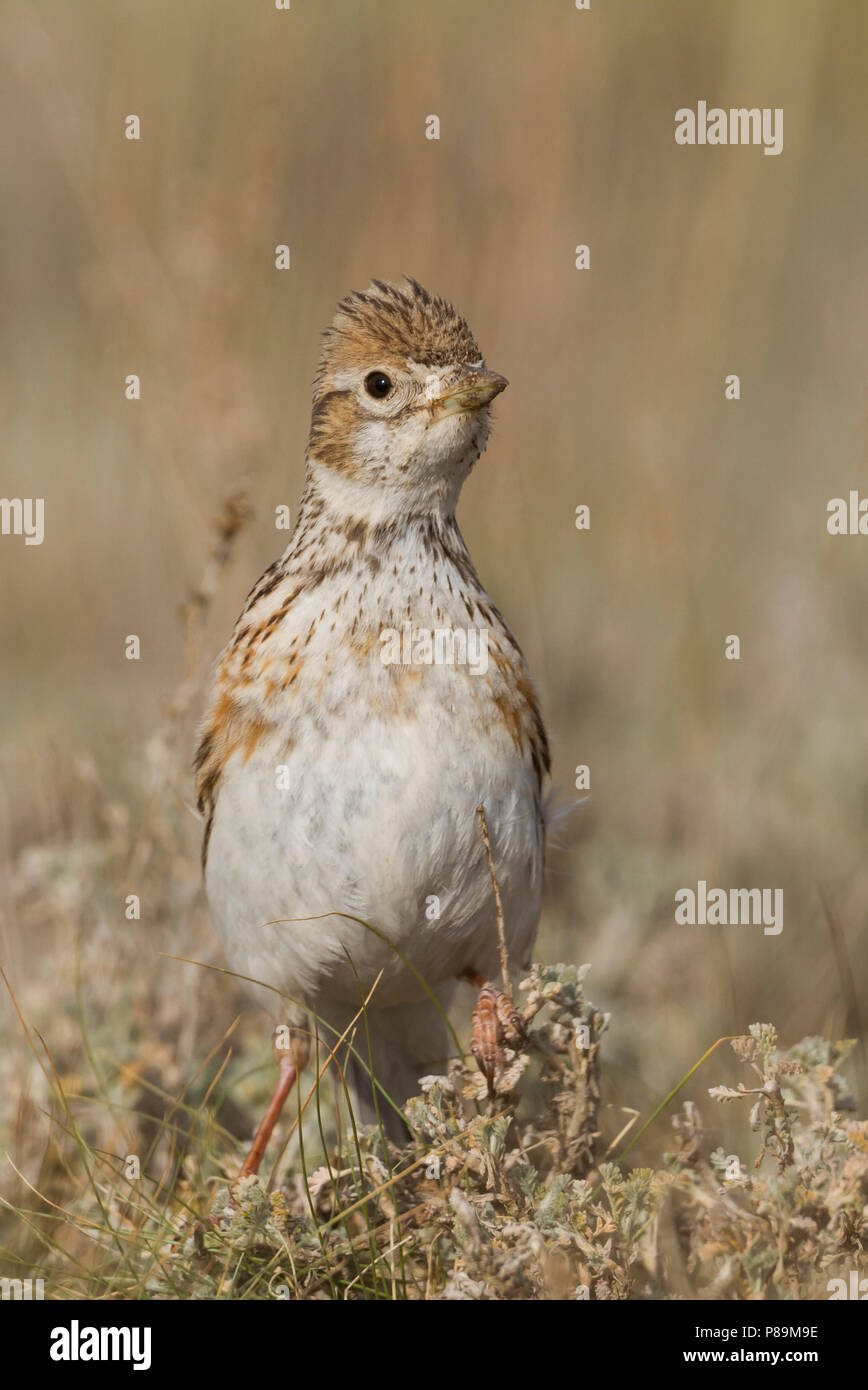 White-winged Lark - Weißflügellerche - Melanocorypha leucoptera ...