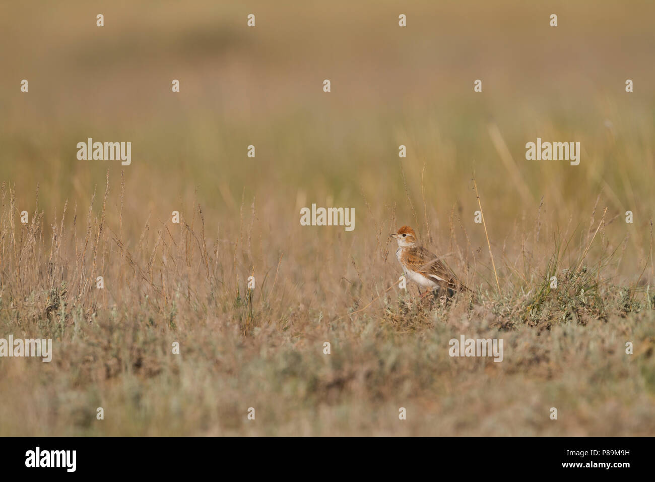 White-winged Lark - Weißflügellerche - Melanocorypha leucoptera ...
