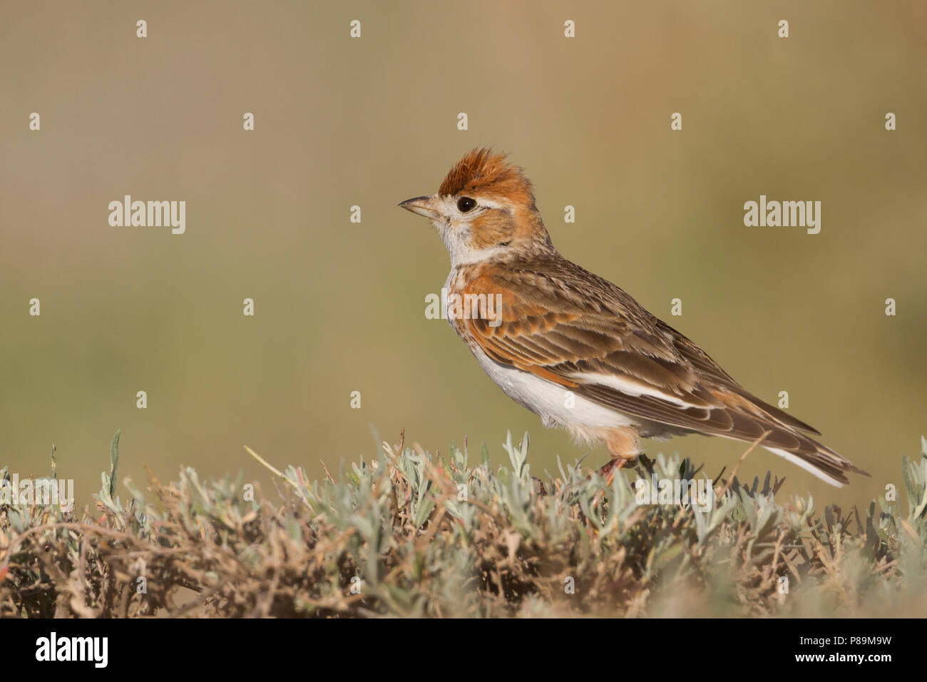 White-winged Lark - Weißflügellerche - Melanocorypha leucoptera ...
