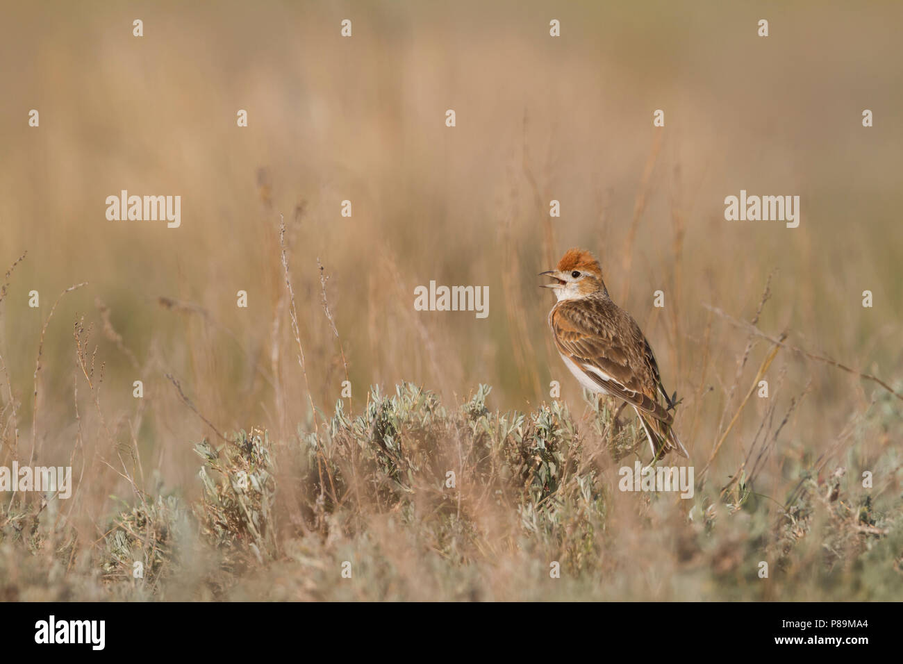 White-winged Lark - Weißflügellerche - Melanocorypha leucoptera ...