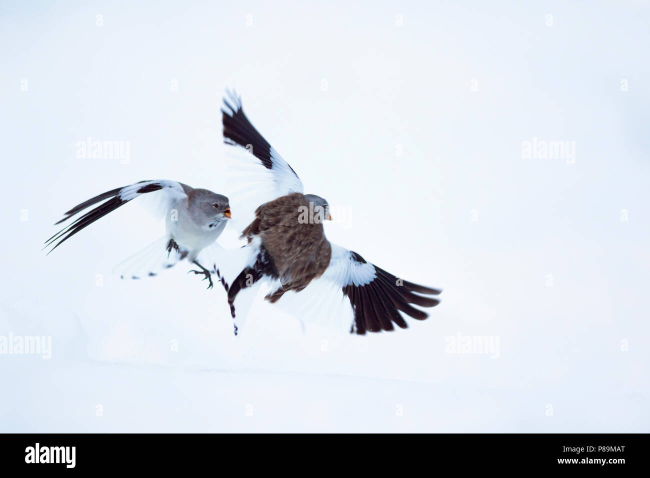 White-winged Snowfinch - Schneesperling - Montifringilla nivalis ssp ...