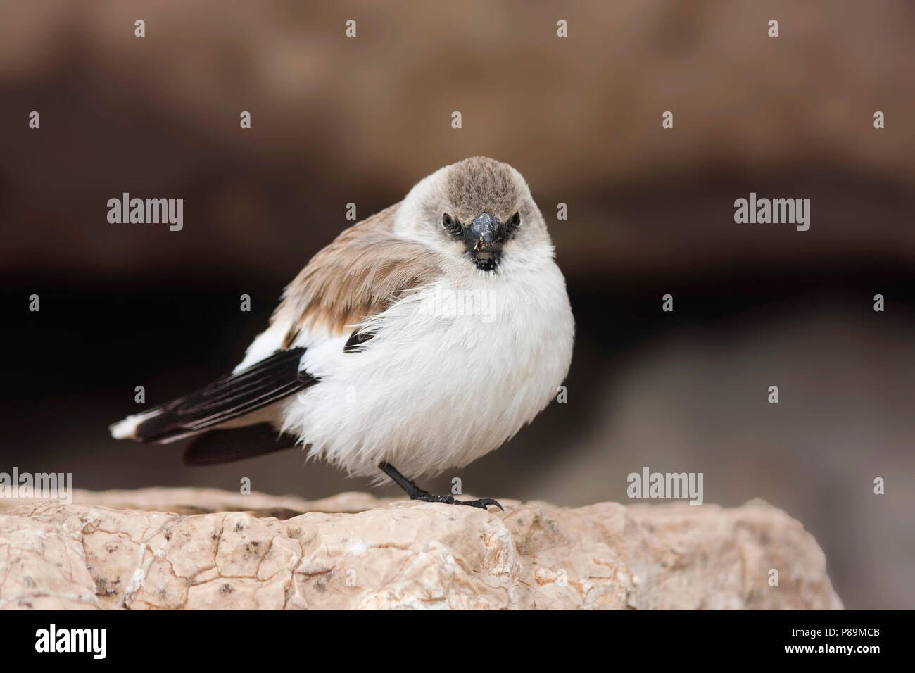 White Winged Snowfinch High Resolution Stock Photography and Images - Alamy