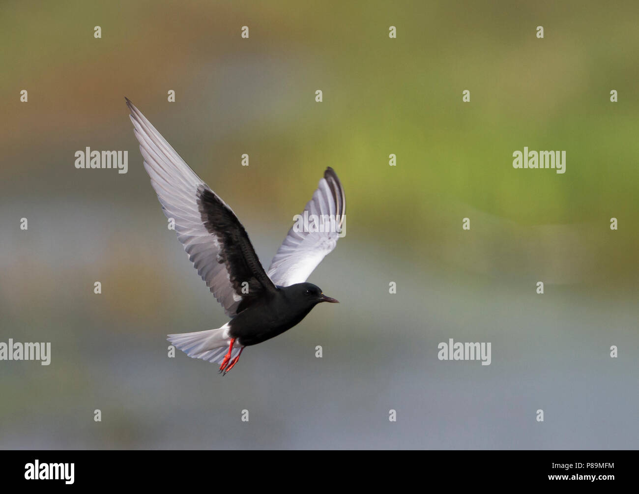Witvleugelstern; White-winged Tern; Chlydonia leucopterus Poland, adult ...