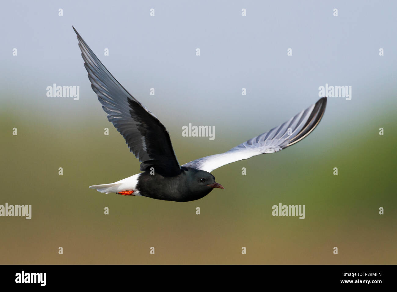 Witvleugelstern; White-winged Tern; Chlydonia leucopterus Poland, adult ...