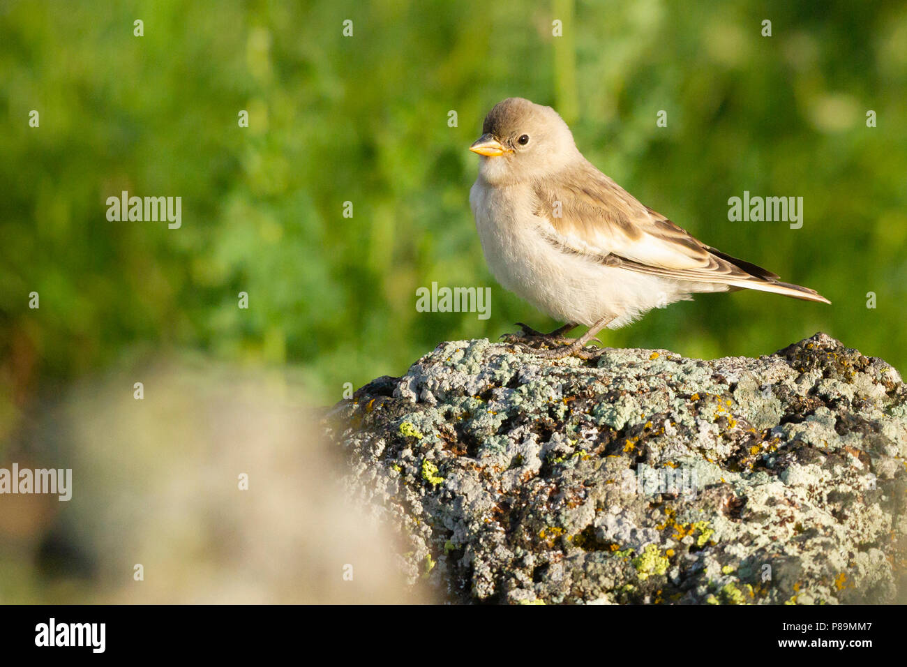 White winged snowfinch hi-res stock photography and images - Alamy