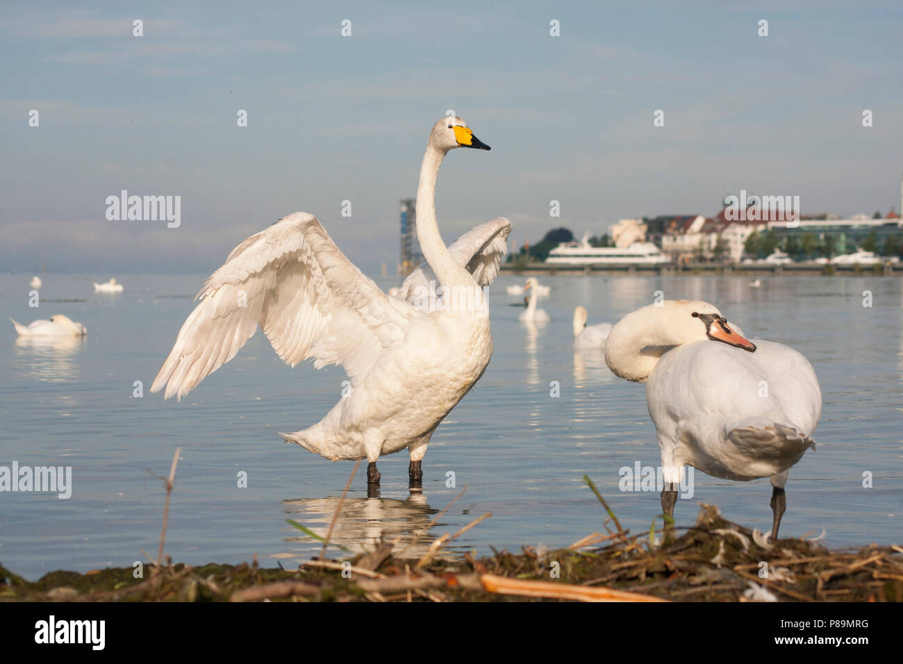 Ralph the swan hi-res stock photography and images - Alamy