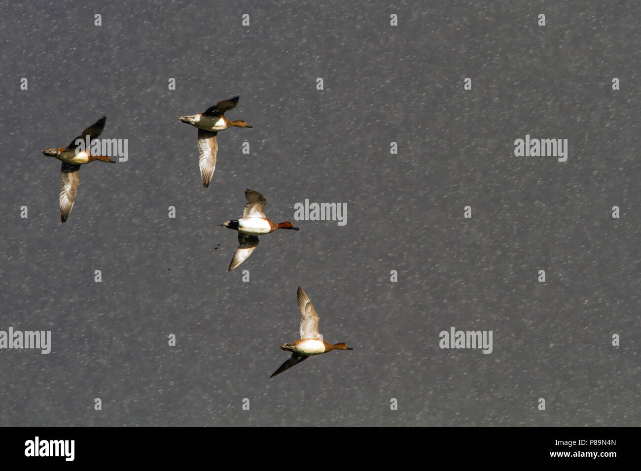 Wigeon in storm hi-res stock photography and images - Alamy