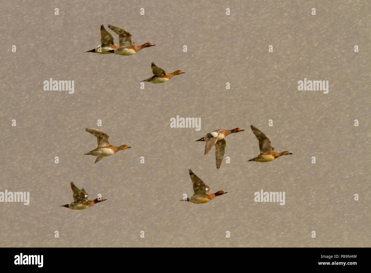 Wigeon in storm hi-res stock photography and images - Alamy