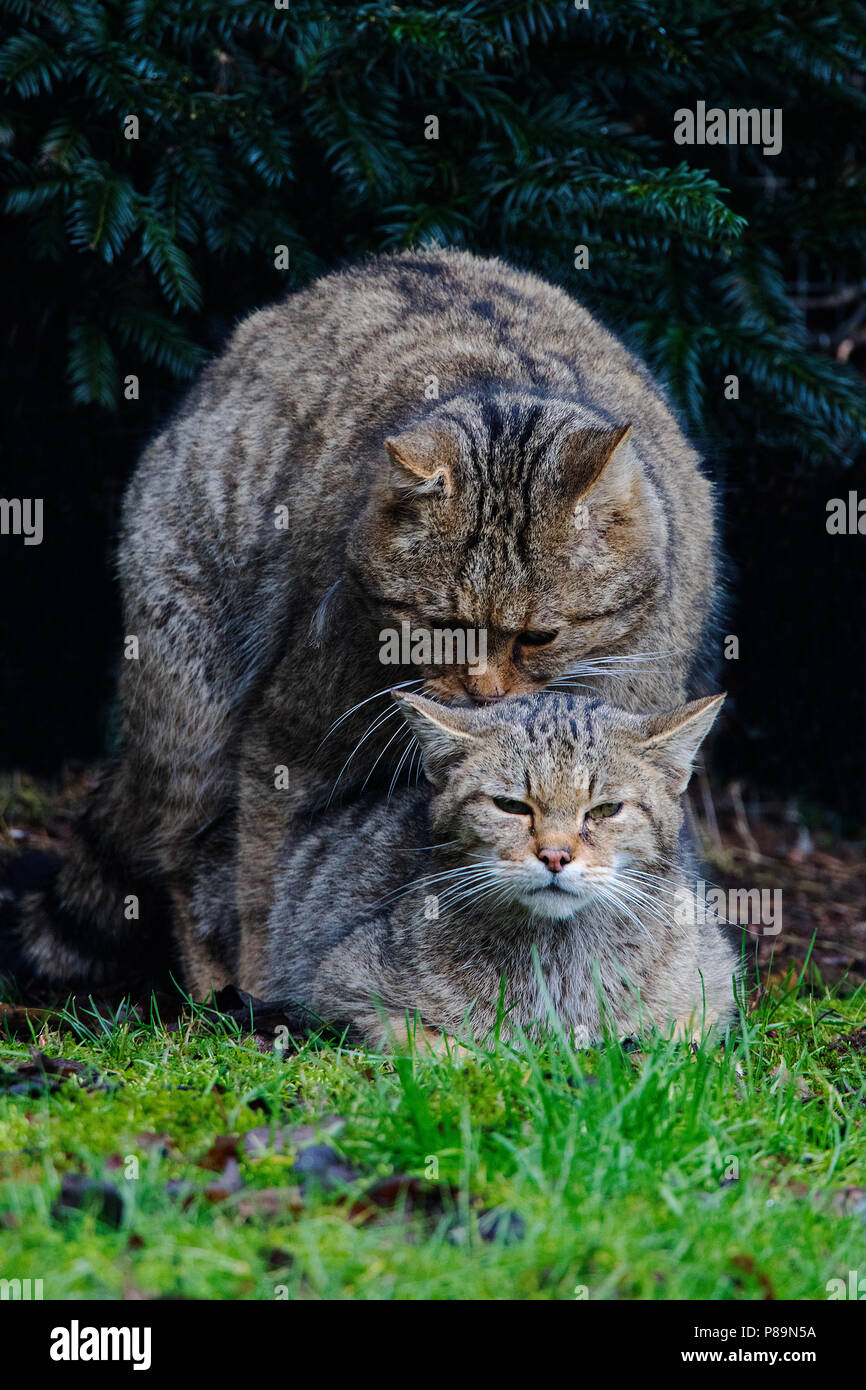 Wil cat hi-res stock photography and images - Alamy