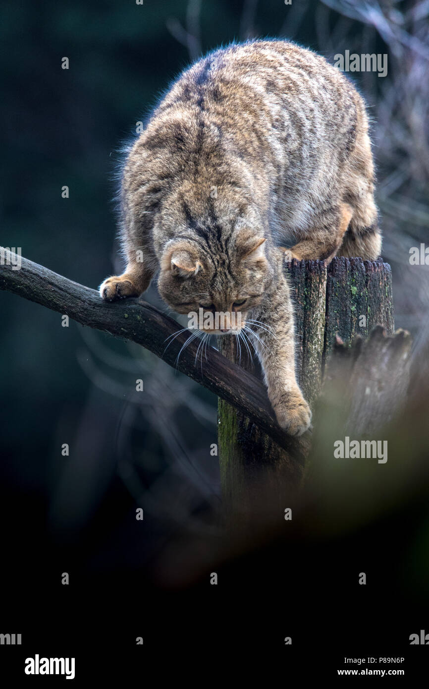 Europese Wilde Kat, European Wild Cat Stock Photo - Alamy